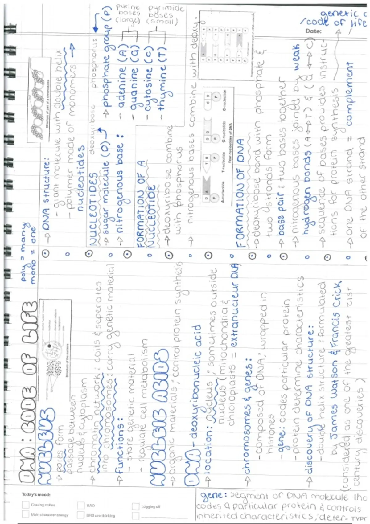 Summary Grade 12 Life Sciences: DNA code of life - Life Sciences ...