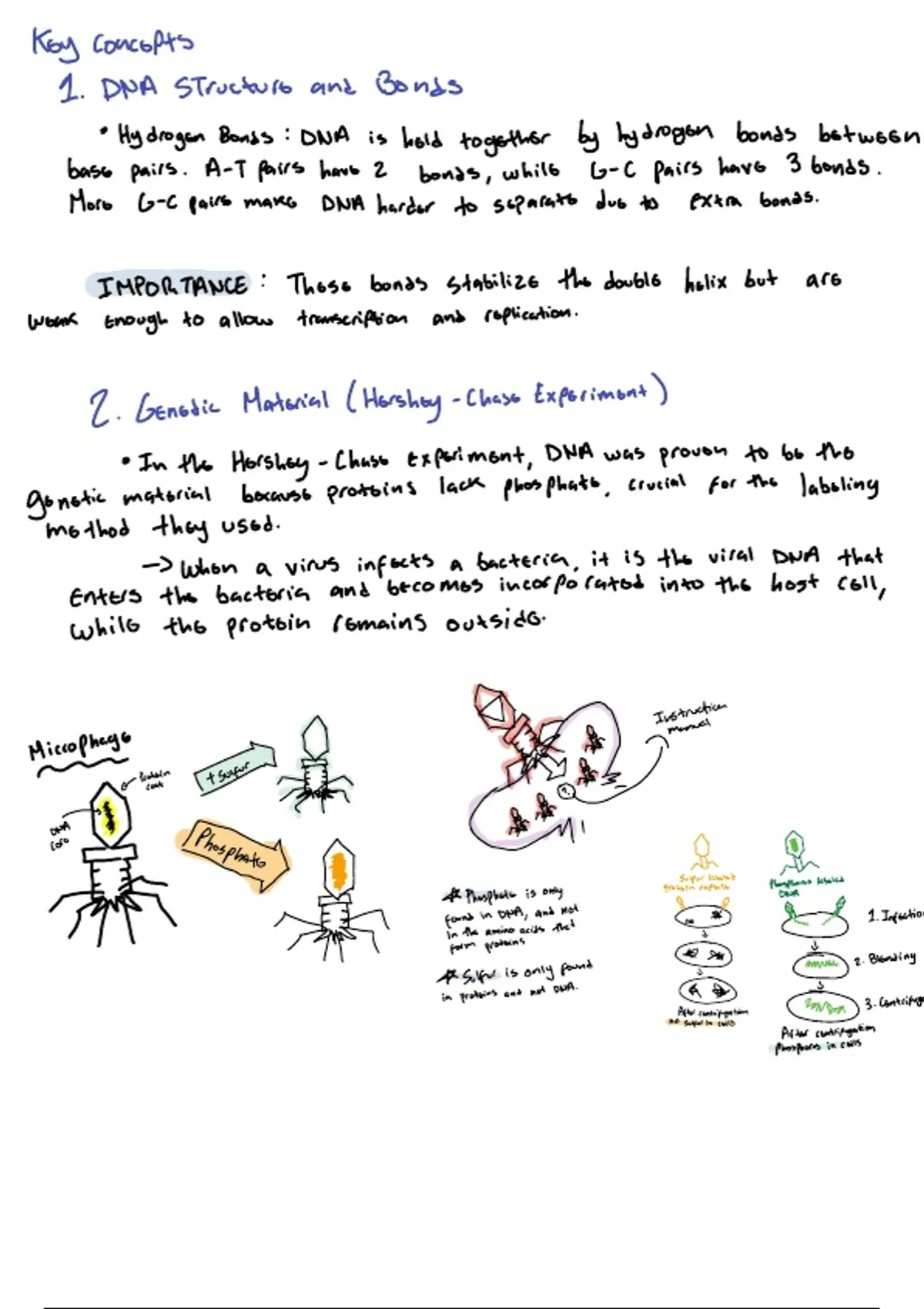 Summary BIO 101 Exam Review – DNA, RNA, Protein Structure & Gene ...