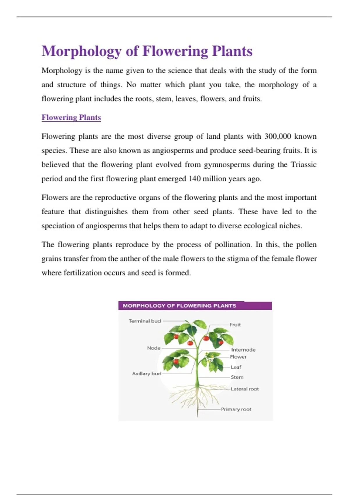 Complete Notes on Morphology of Flowering Plants (Roots, Stems, Leaves ...