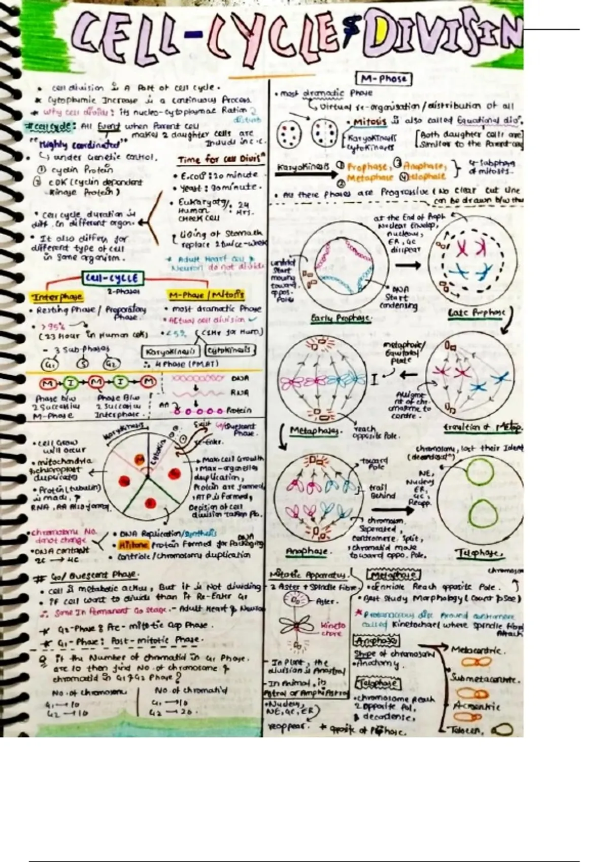 NEET Biology Short Notes | Class 11 NCERT Quick Revision (Cell Cycle ...