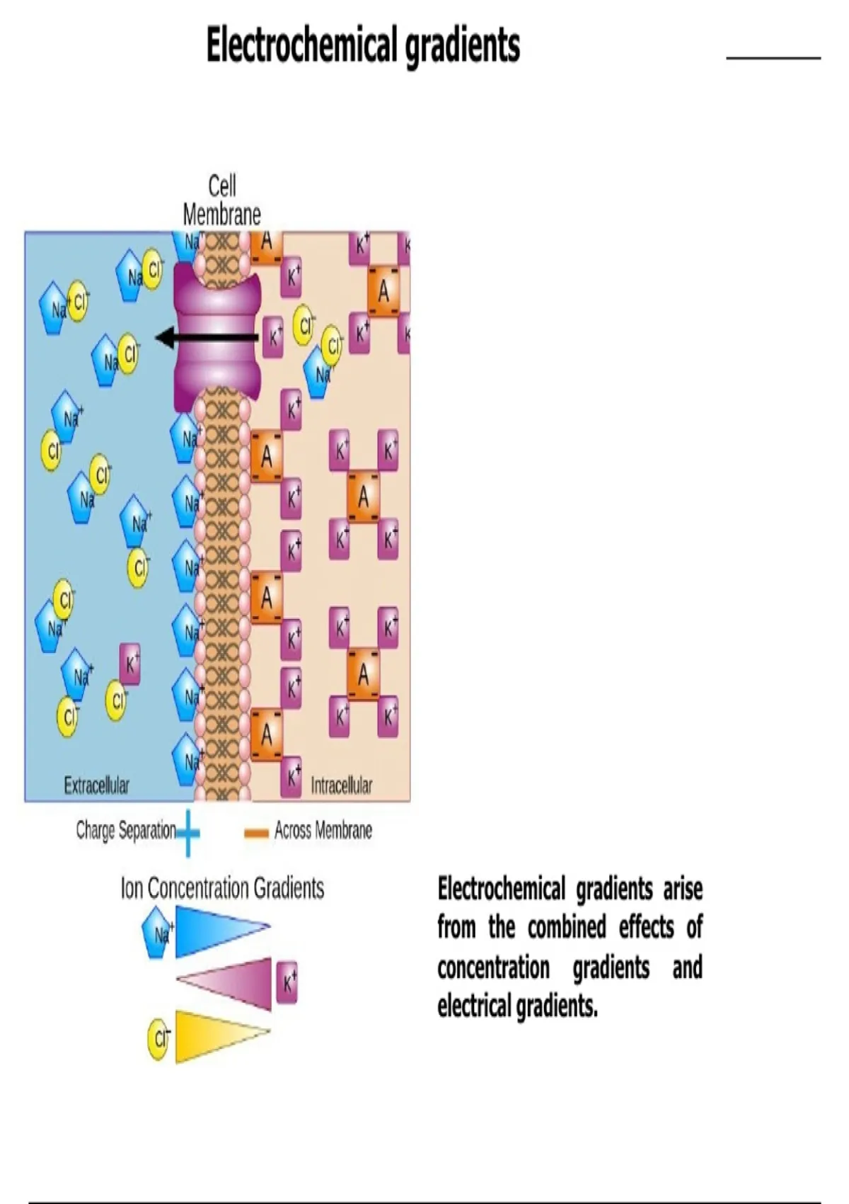 Action Potential & Nerve Impulse Transmission – Ion Channels, Graded ...