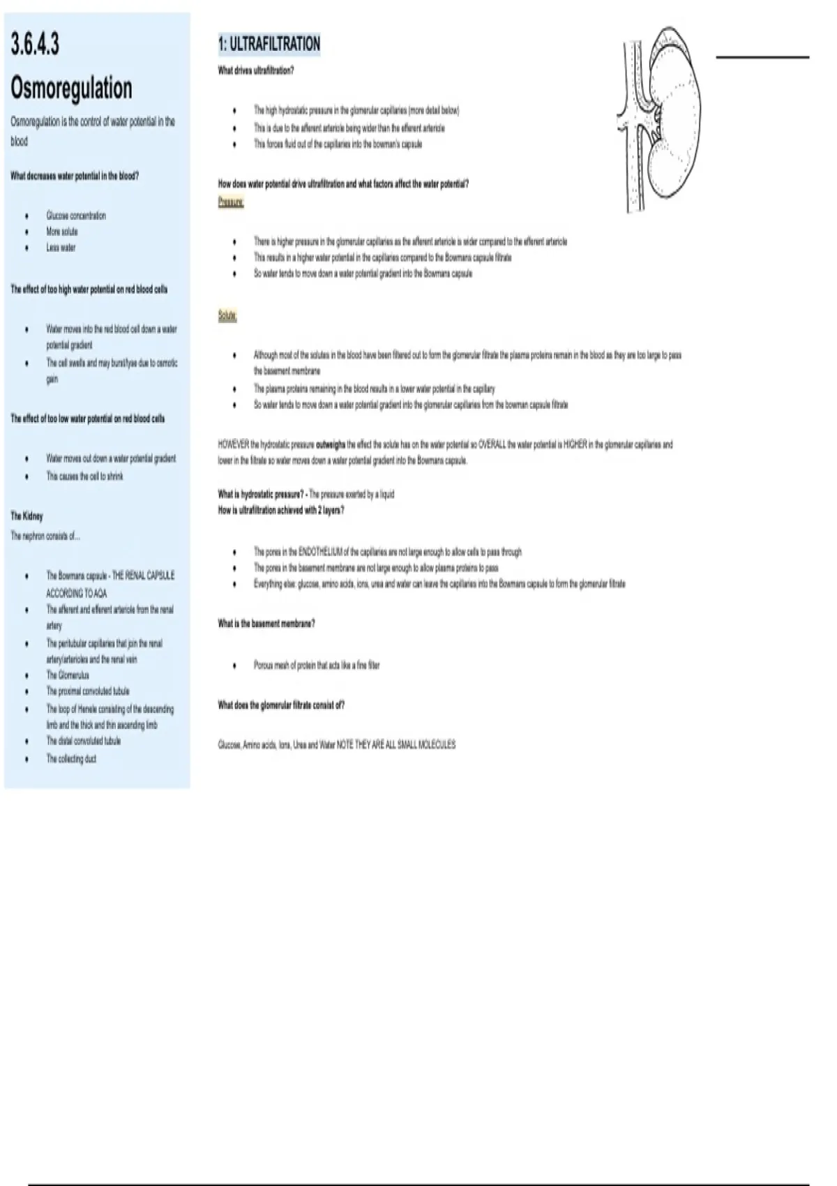 AQA A Level Biology: Osmoregulation - Kidneys SUMMARY Notes & PRACTICE ...