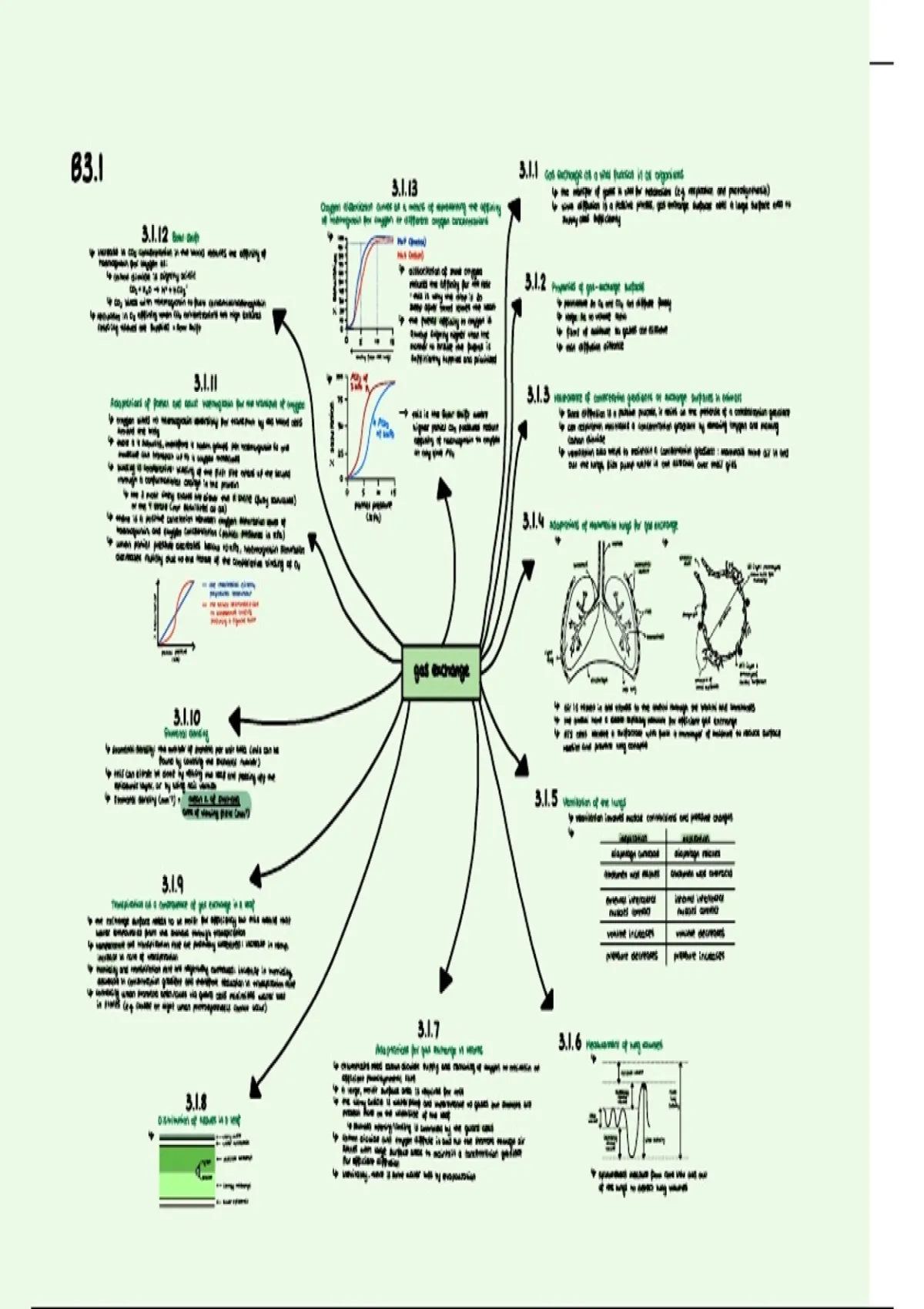 Summary B3: Gas Exchange, Transport, Muscles and Motility - IB HL ...