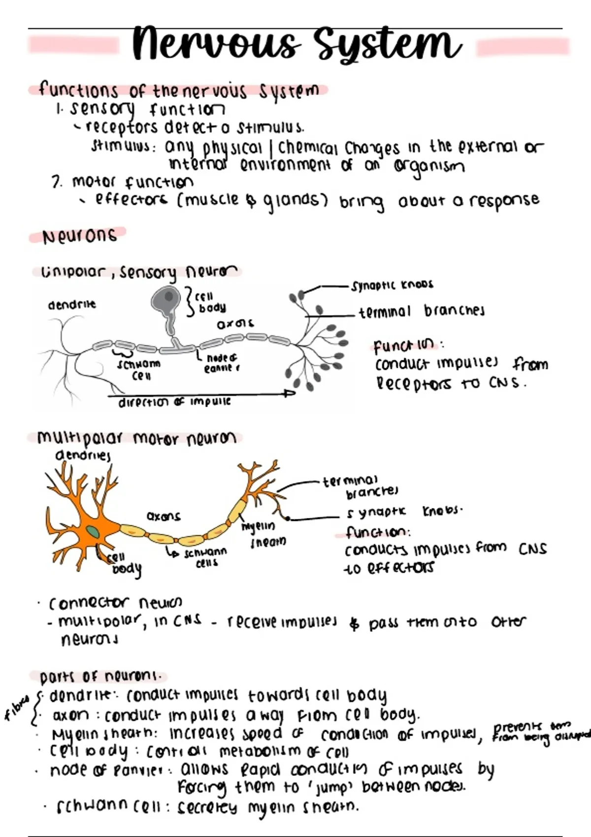 Summary Life Sciences: Everything You Need to Know About The Nervous ...