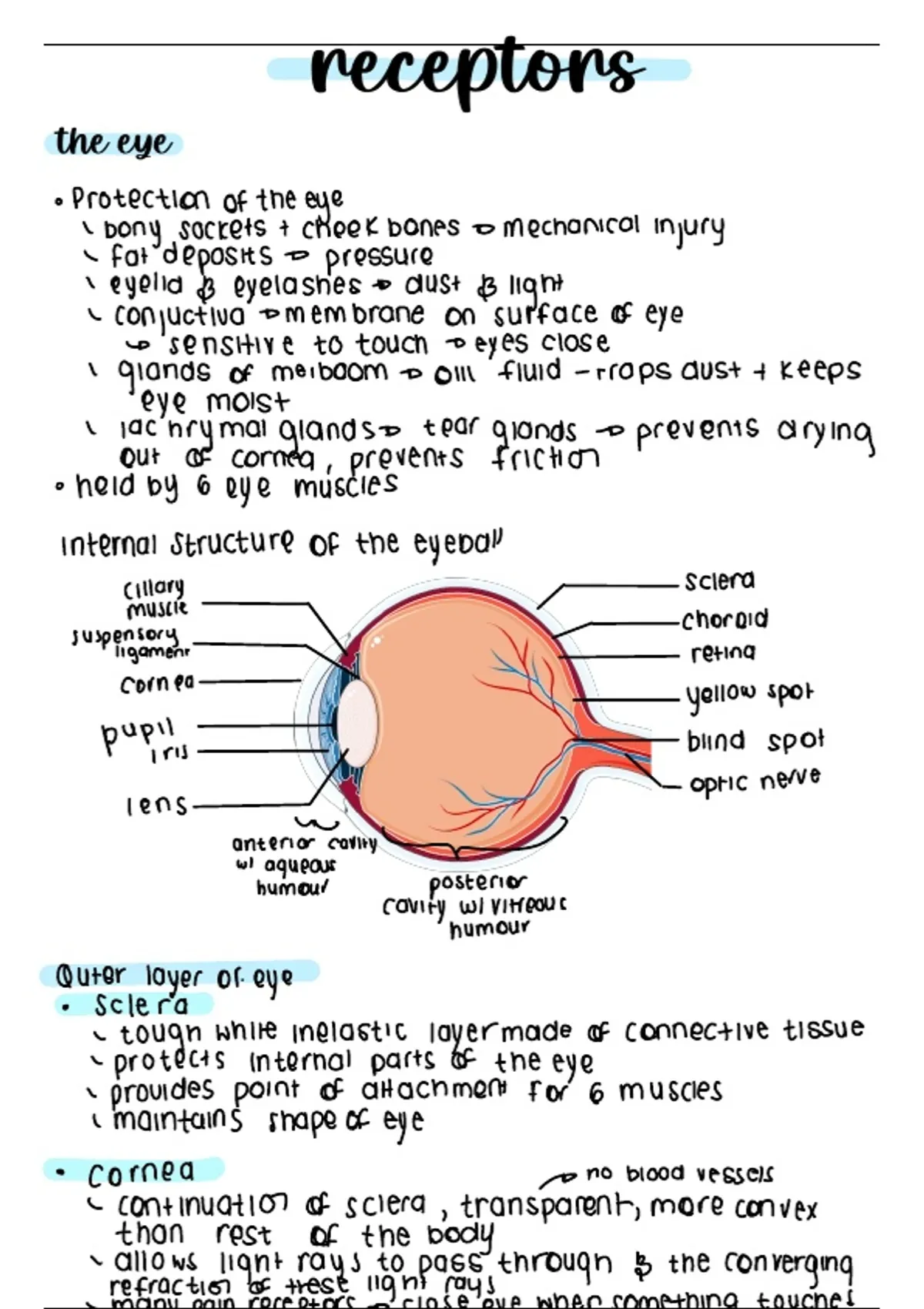 Summary Life Sciences: Everything you need to know about the ear & the ...