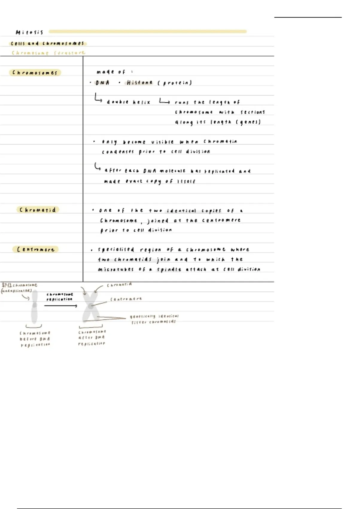 Mitosis Summary WJEC & Eduqas A Level Biology - Alevel biology - Alevel ...