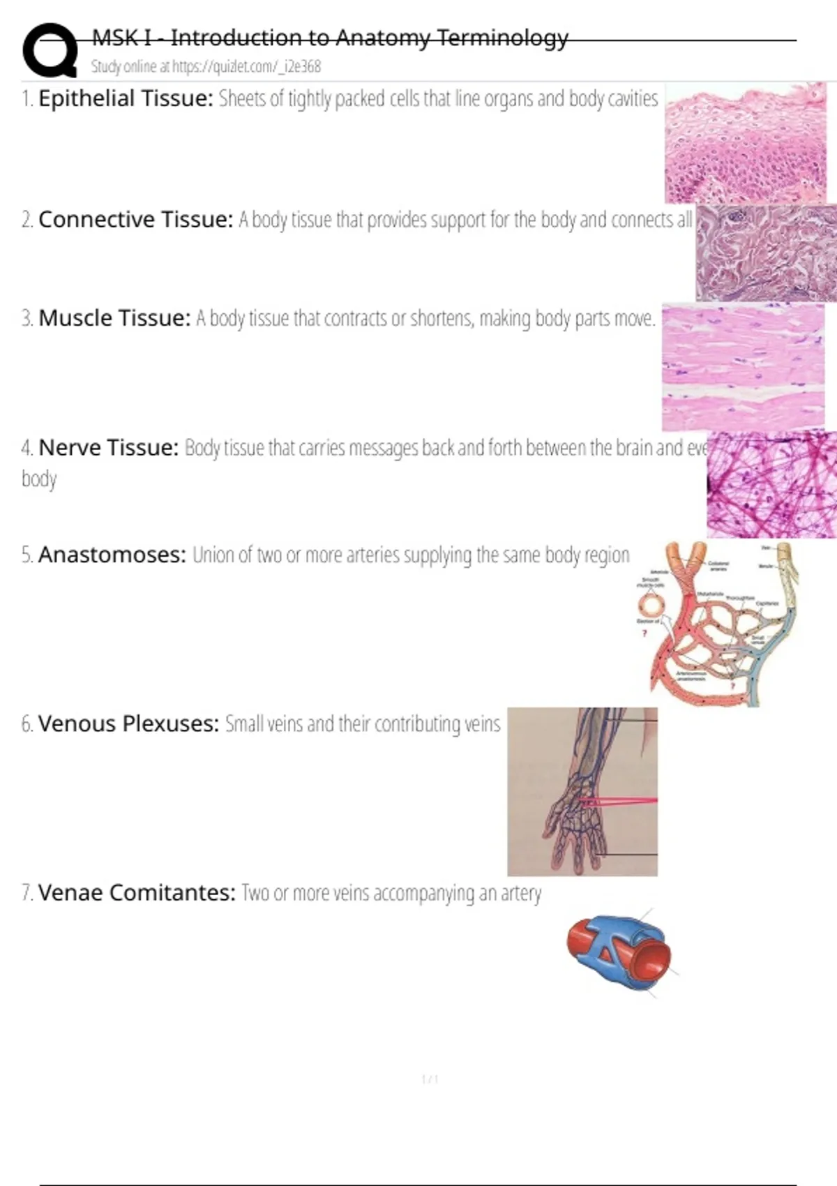 MSK I - Introduction to Anatomy Terminology Exam Questions and Answers ...