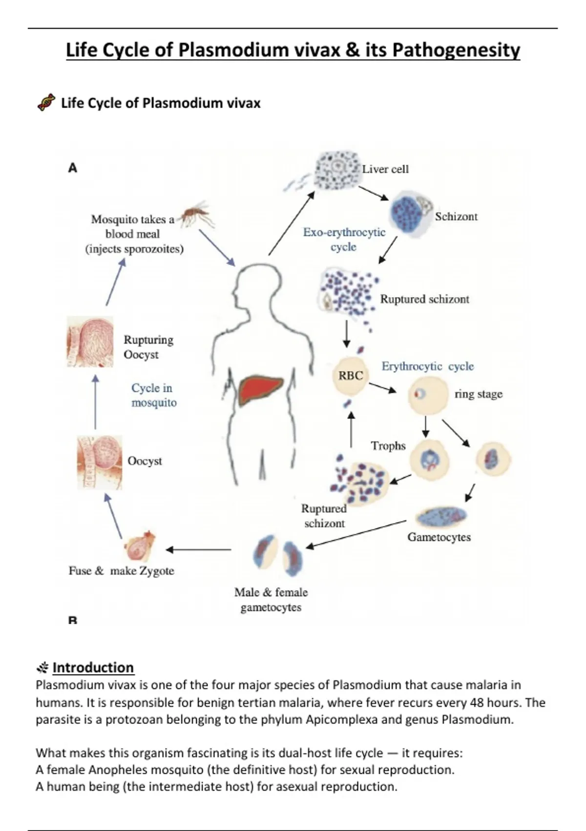 Summary "Life Cycle and Pathogenicity of Plasmodium vivax – A Detailed ...