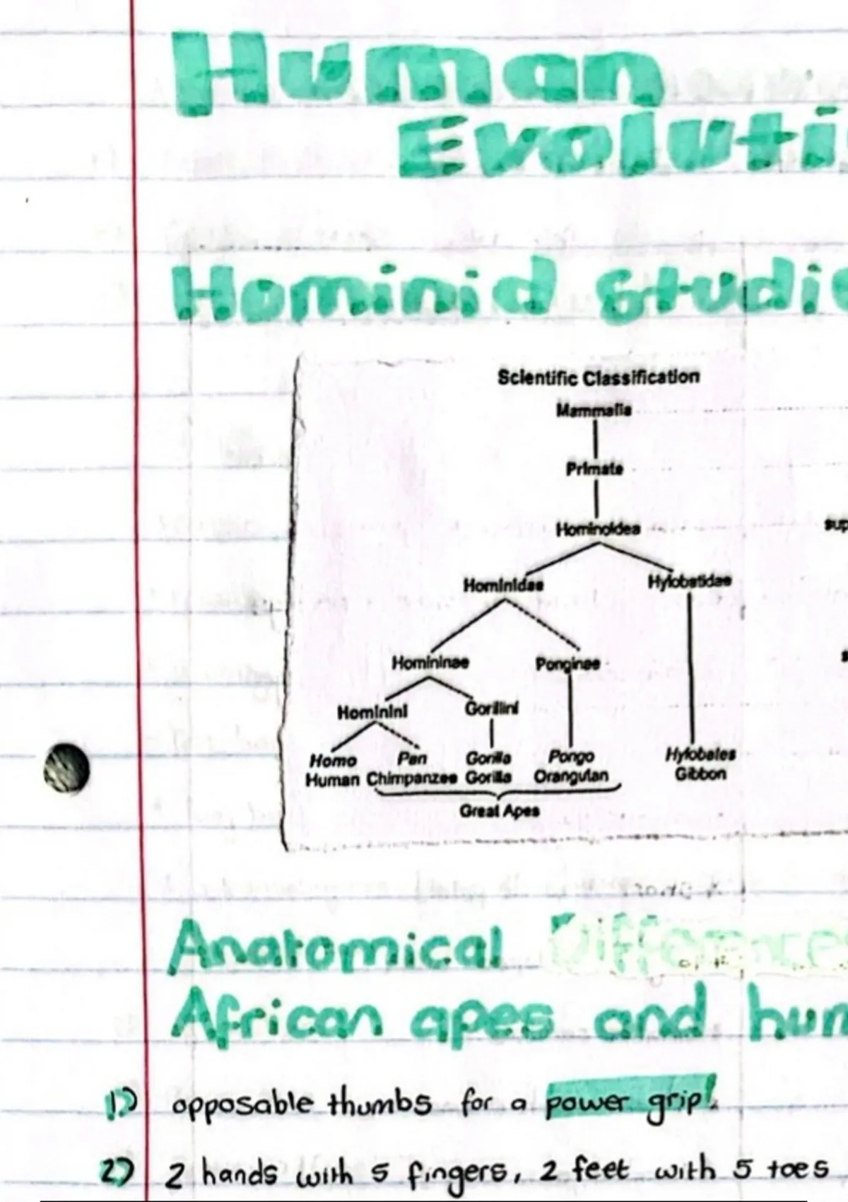 NSC IEB grade 12 human evolution handwritten notes - Life Sciences ...