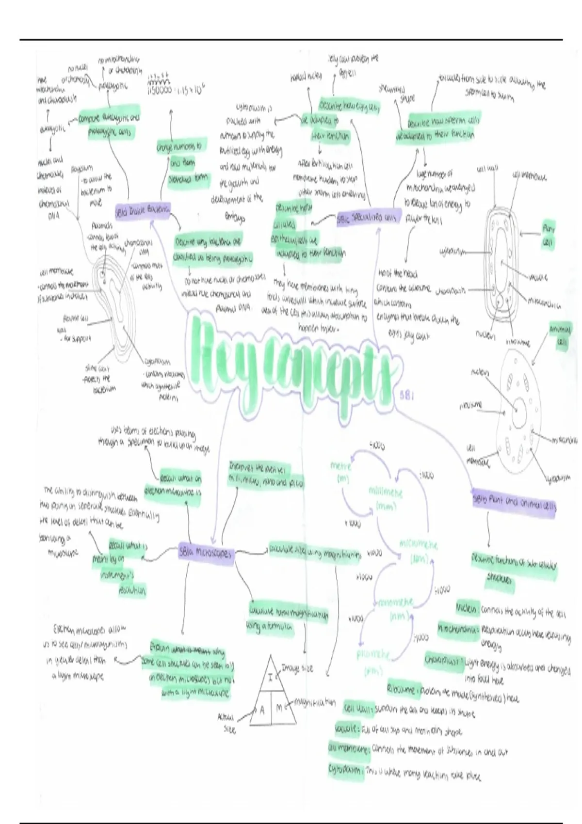 Edexcel GCSE Biology Paper 2 Summary Mindmaps -Achieved all Grade 9s at ...