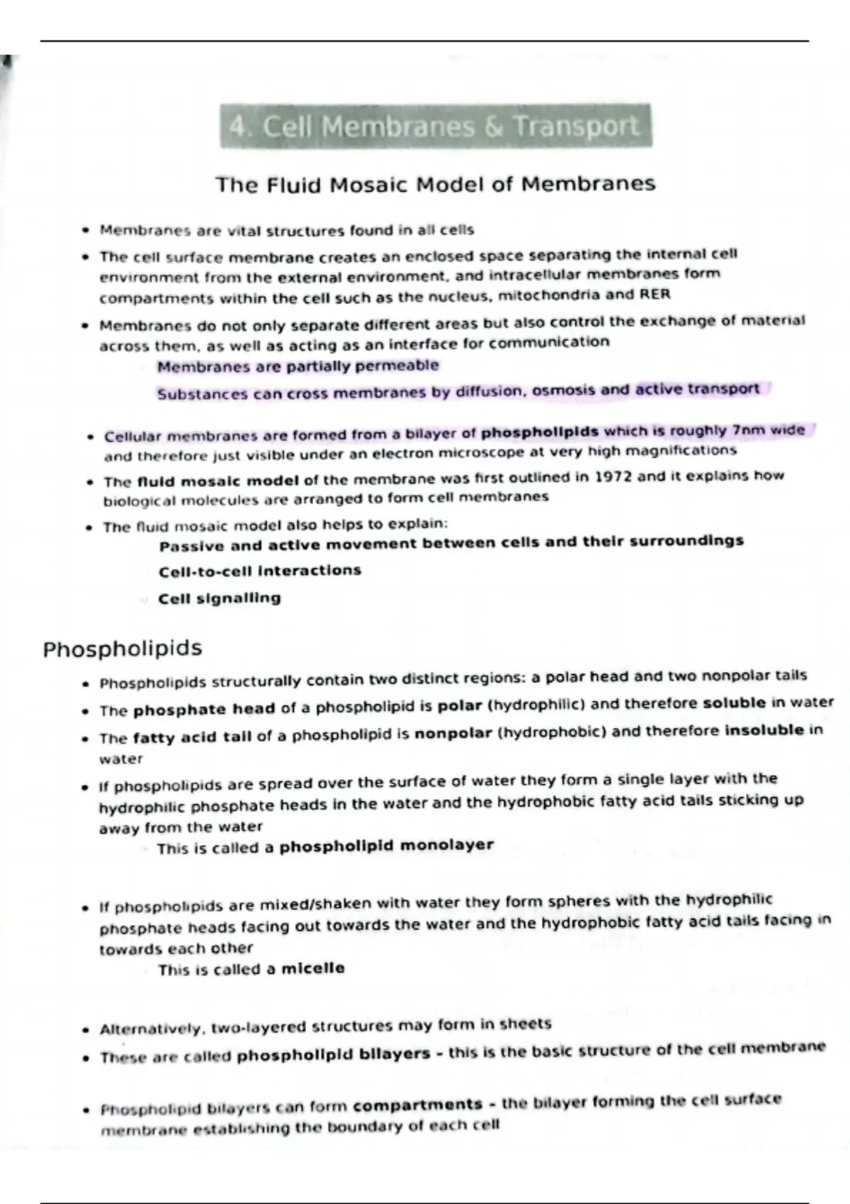 Broad Notes on Cell Membrane & Transport (A-Levels Cambridge) - Biology ...