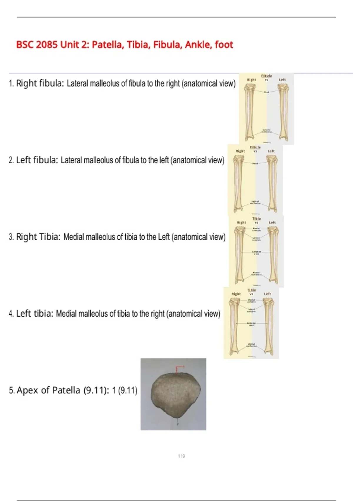 BSC 2085 Unit 2: Patella, Tibia, Fibula, Ankle, foot Questions and ...
