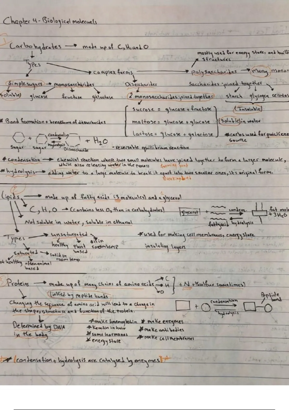 Summary IGCSE biology chapter 4 biological molecules - IGCSE BIOLOGY ...