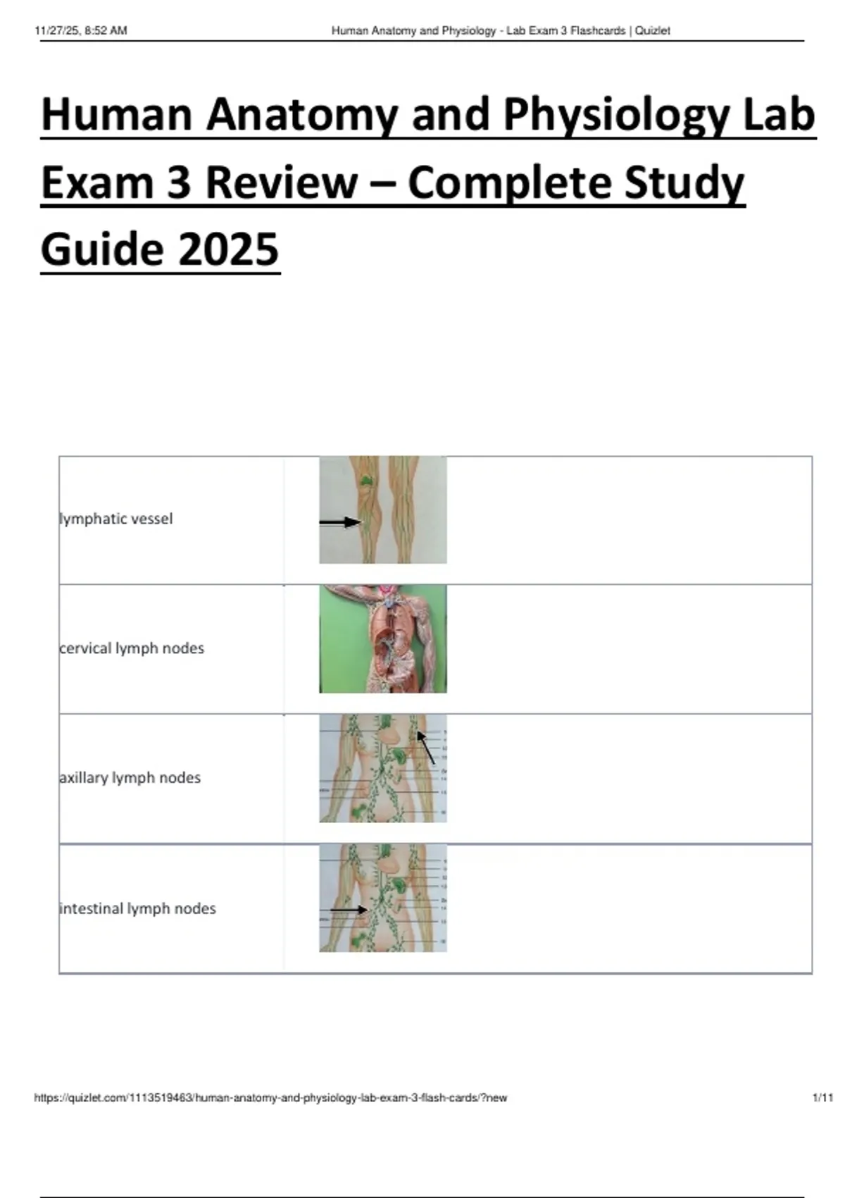 Human Anatomy and Physiology Lab Exam 3 Review – Complete Study Guide ...