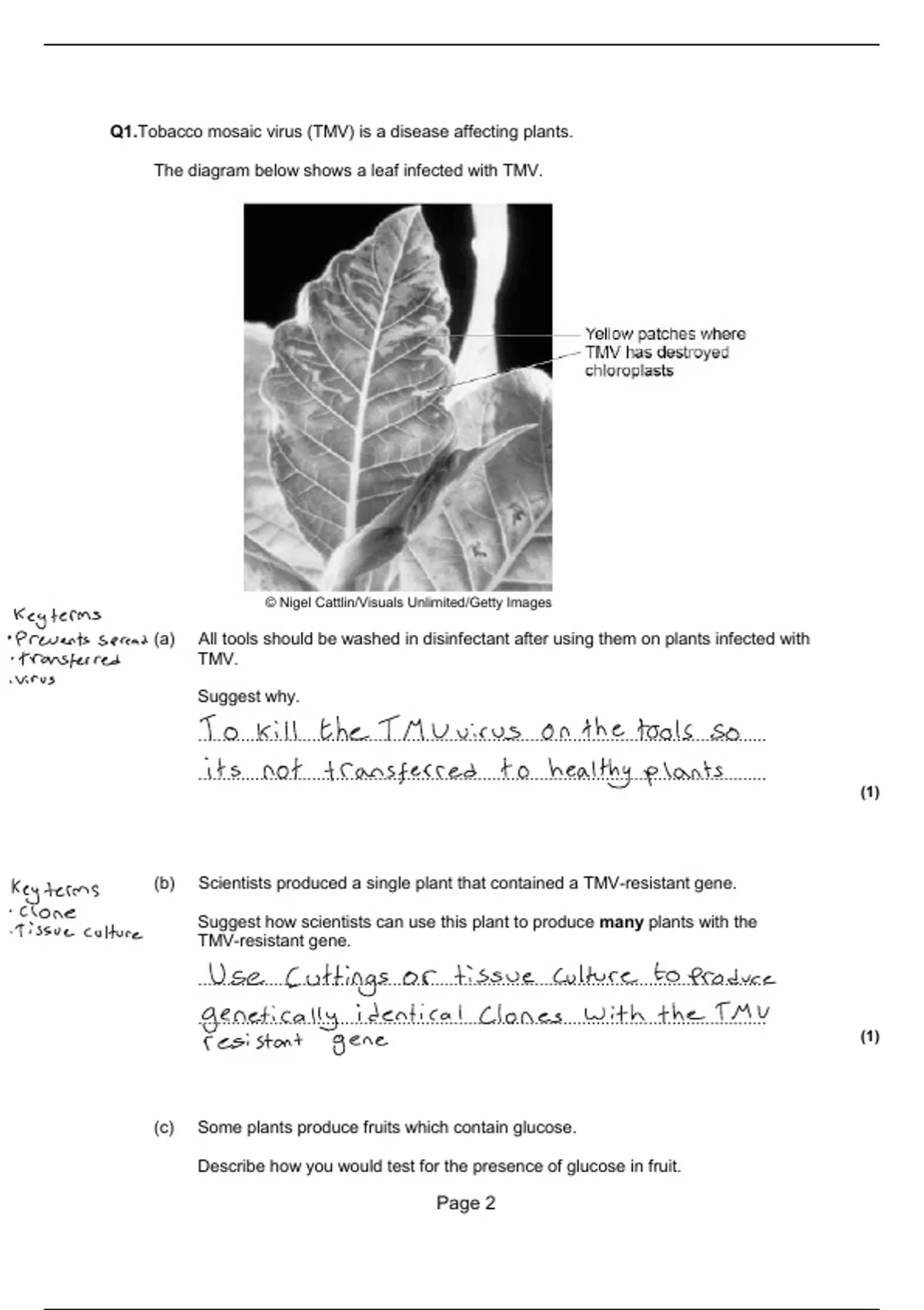 AQA GCSE BIOLOGY CELL DIVISION 2 QP WITH MODEL ANSWERS - Science ...