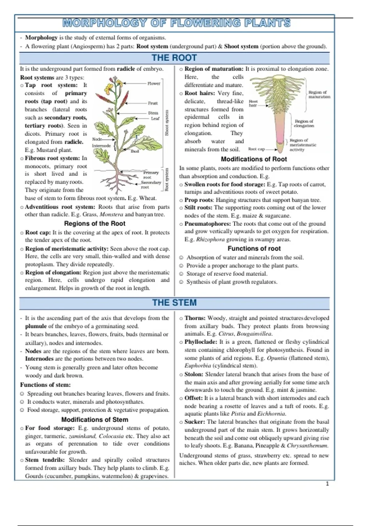 Summary NEET BIOLOGY SERIES CHAPTER MORPHOLOGY OF FLOWERING PLANTS ...