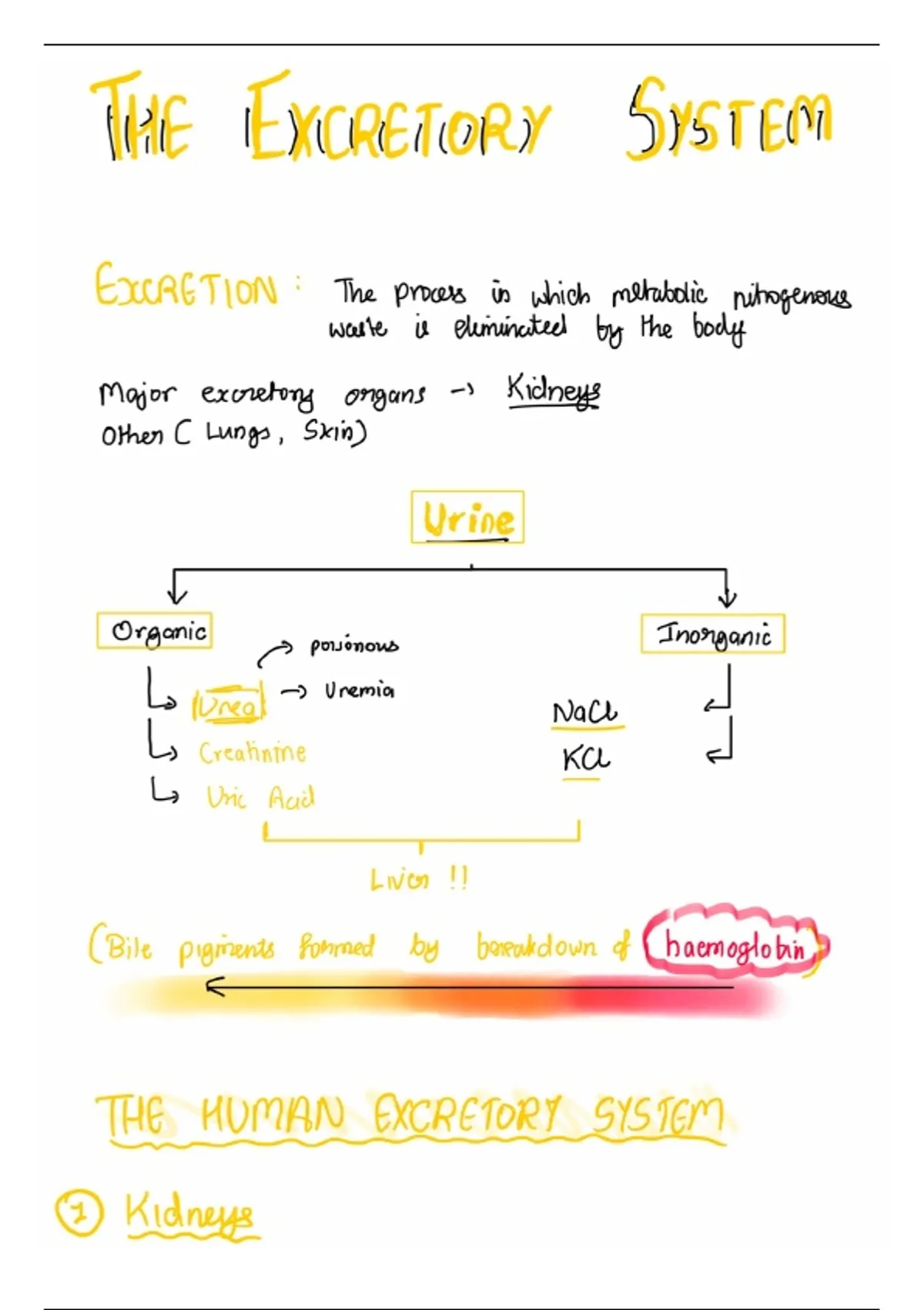 The Excretory System – Biology Study Notes on Human Excretion and Organ ...